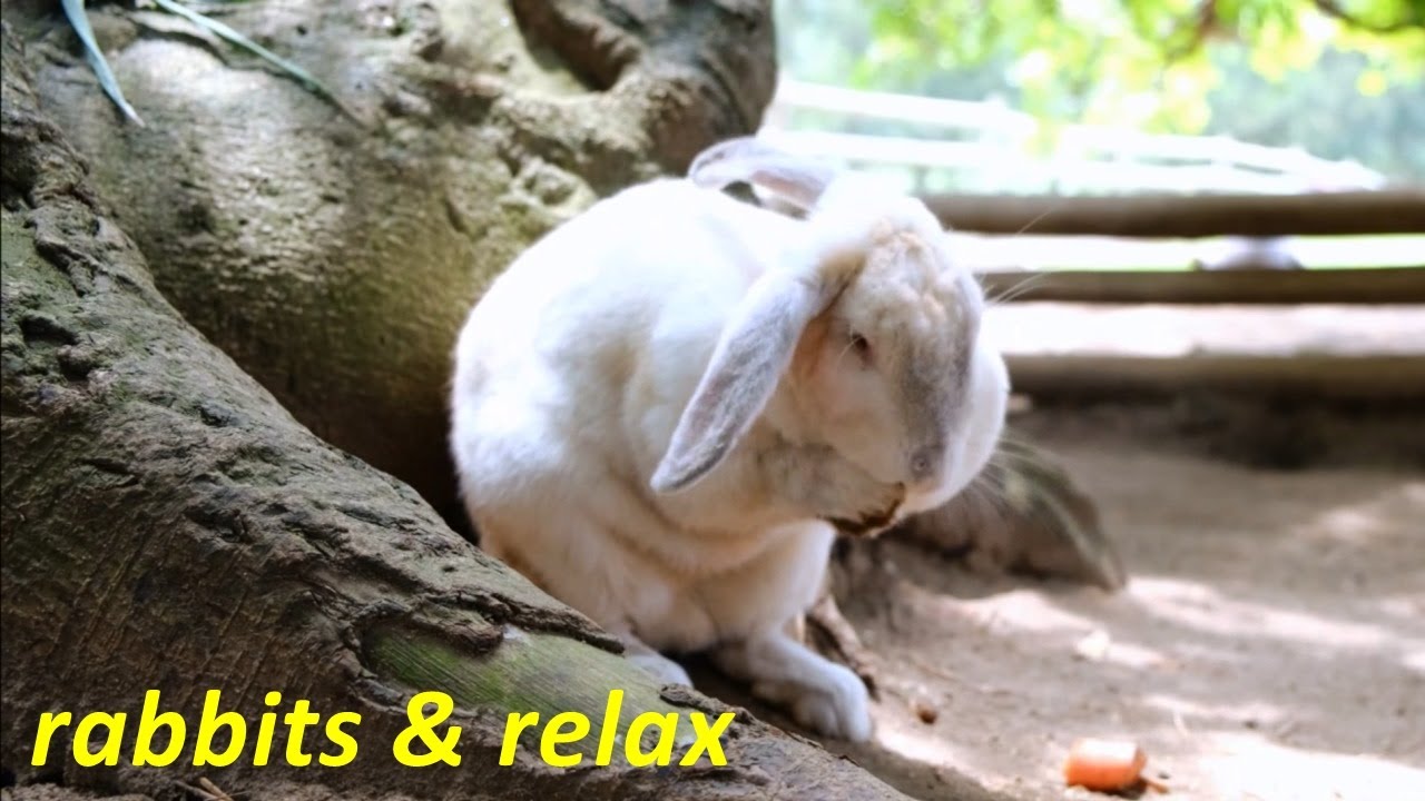 Piano relax music and rabbits - an hour for stress relief, deep sleep ...