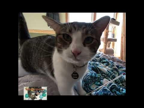 Answer Your Cat's Questions Day 2024 - YouTube