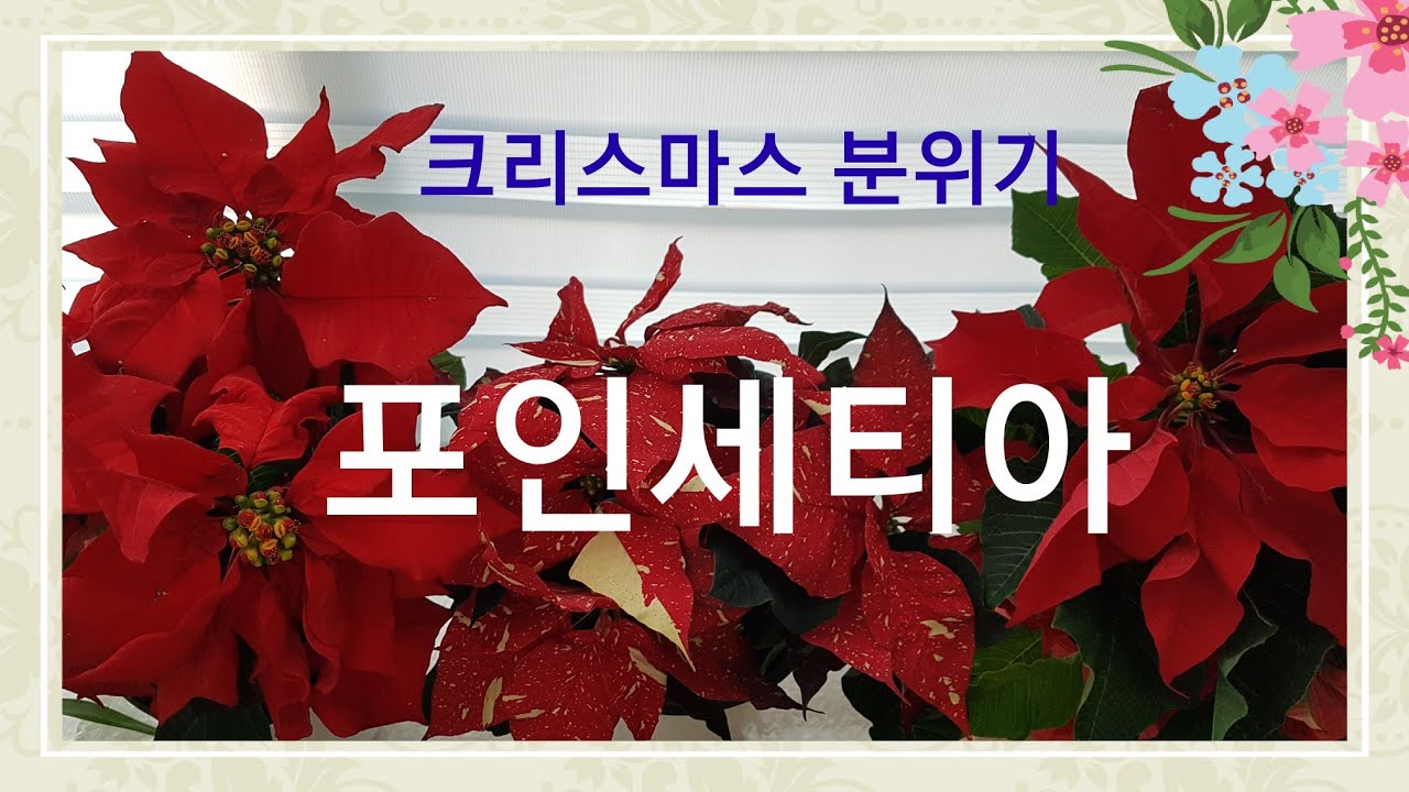 포인세티아 꽃으로 크리스마스 분위기를 내보세요🌲🍒 Youtube