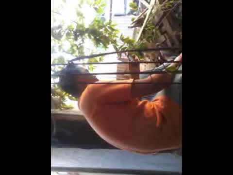 Bokep anak matrial ... - YouTube