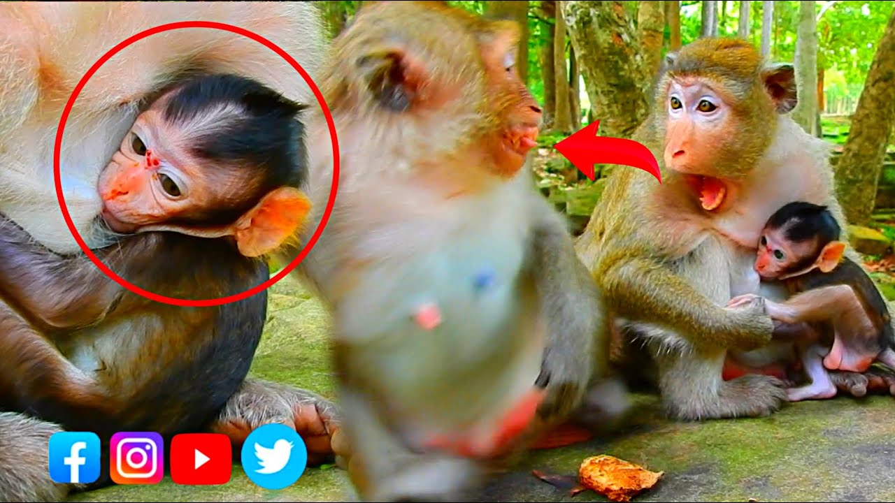 Great Mother Monkey Always Care & Protects Her Baby No Matter What ...
