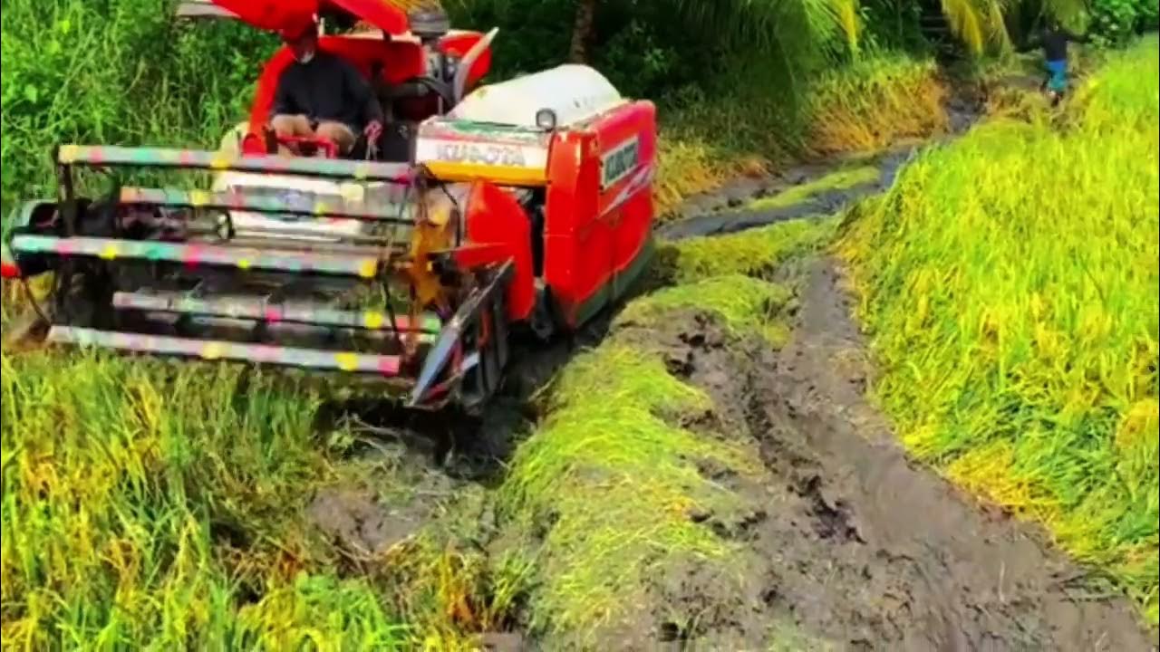 Cận Cảnh Máy Cắt Lúa Idol Thu Hoạch Lúa Vụ 3 Tết Năm 2020 - YouTube