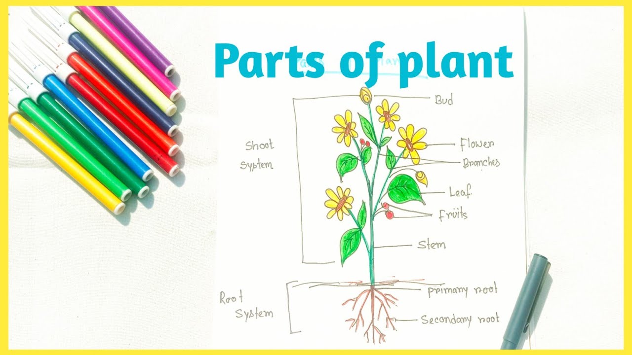 Parts of plant || parts of plant drawing ||how to draw parts of plants ...