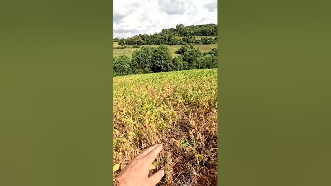 Tivemos uma Surpresa depois de Olhar Nossa Lavoura - YouTube