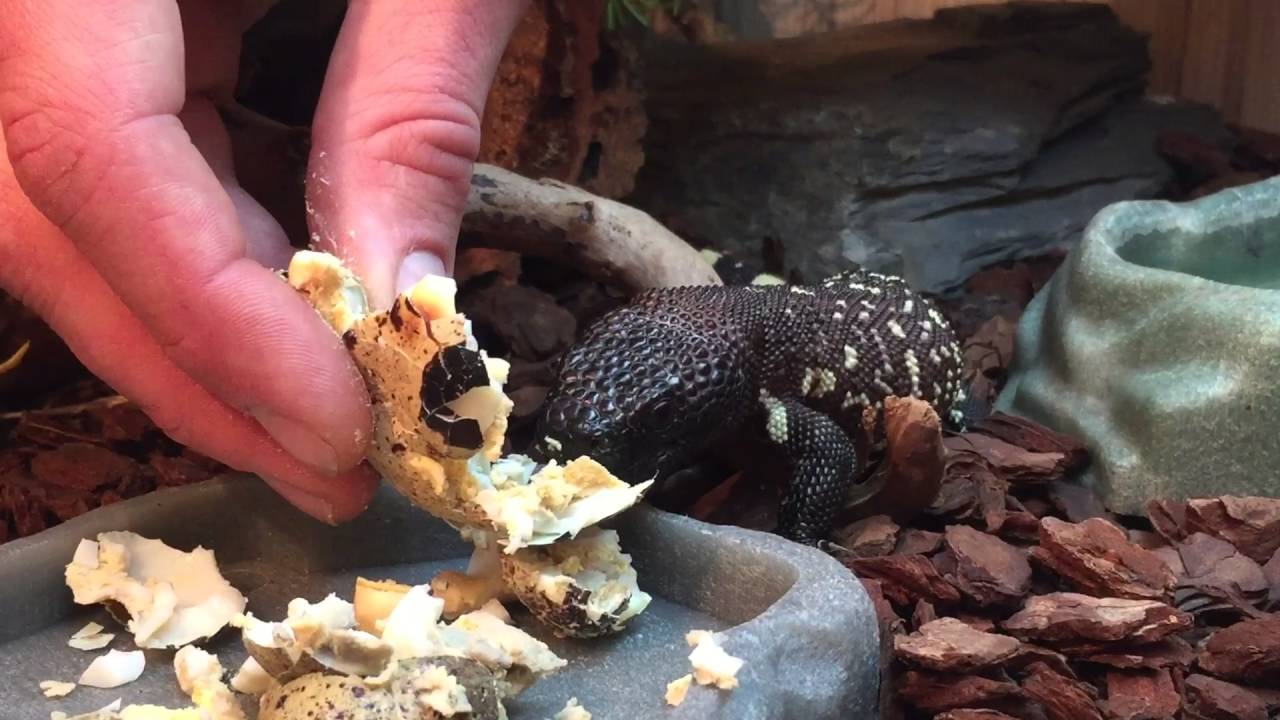 Hand Feeding a Gila Monster at OCR - YouTube