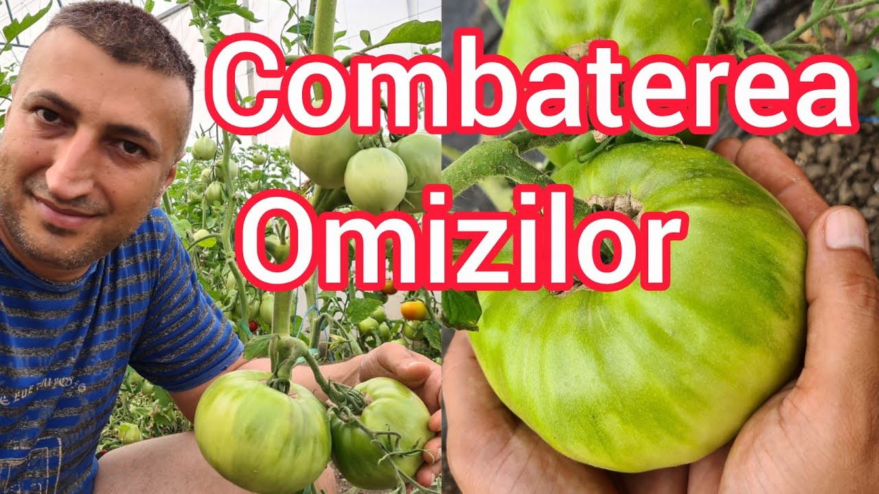 Combate Omida verde a fructelor prin metode naturale la Omida ...