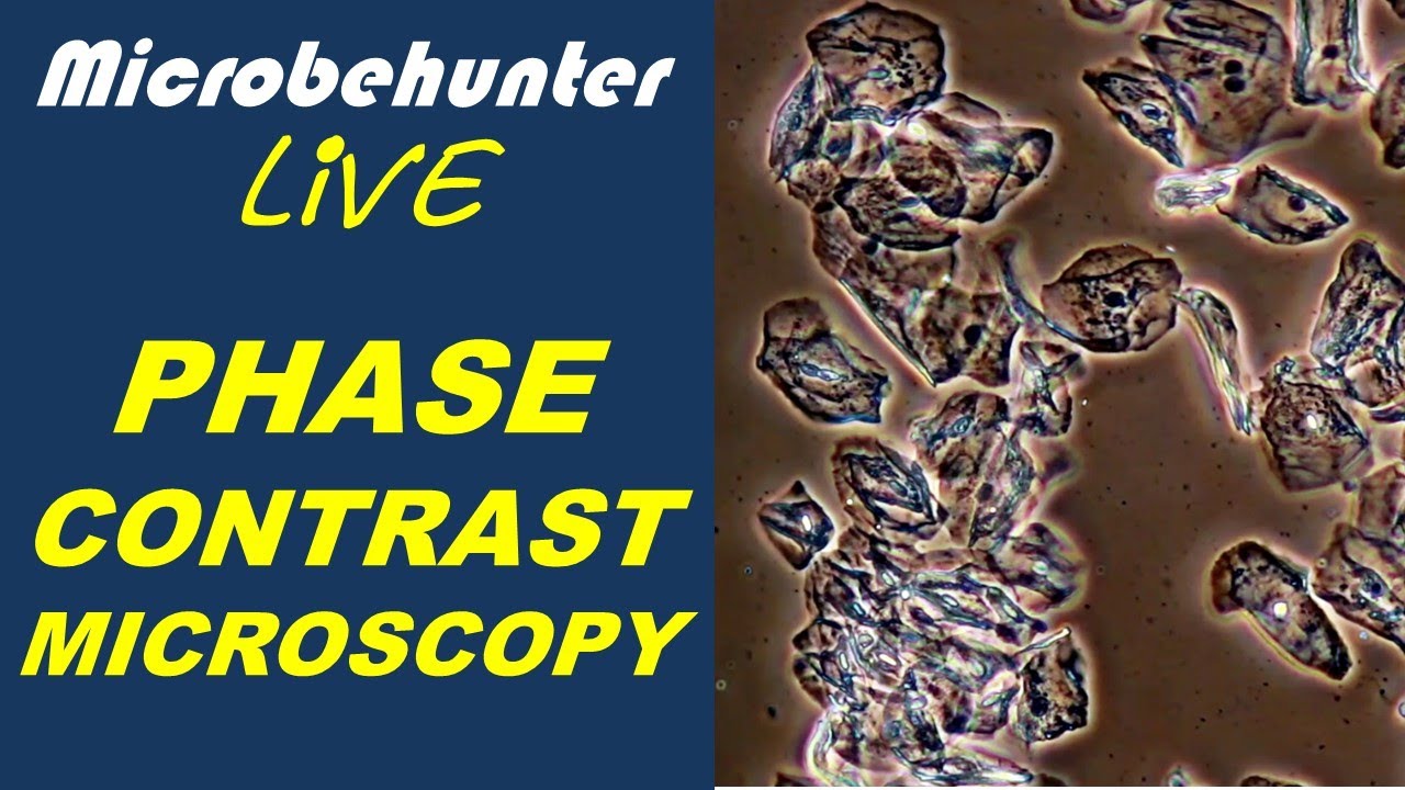 Phase Contrast Microscopy