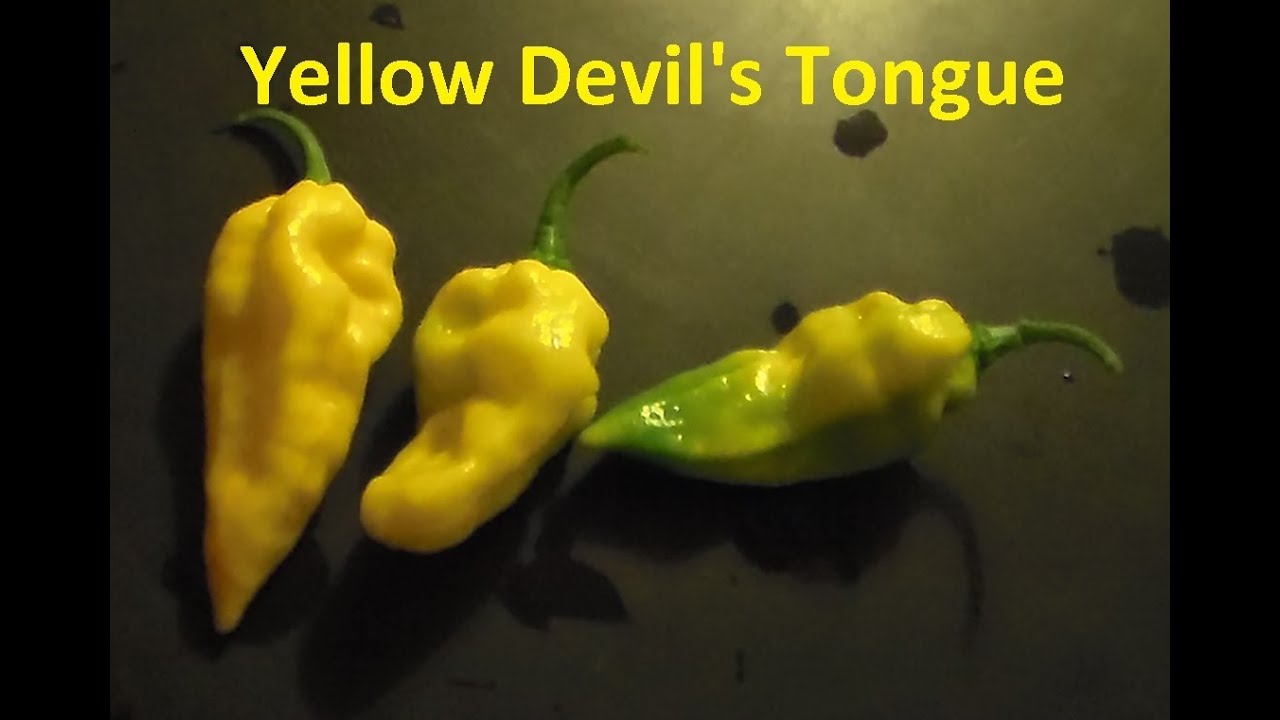 Yellow Devil's tongue pepper ( VOMIT ALERT ) - YouTube