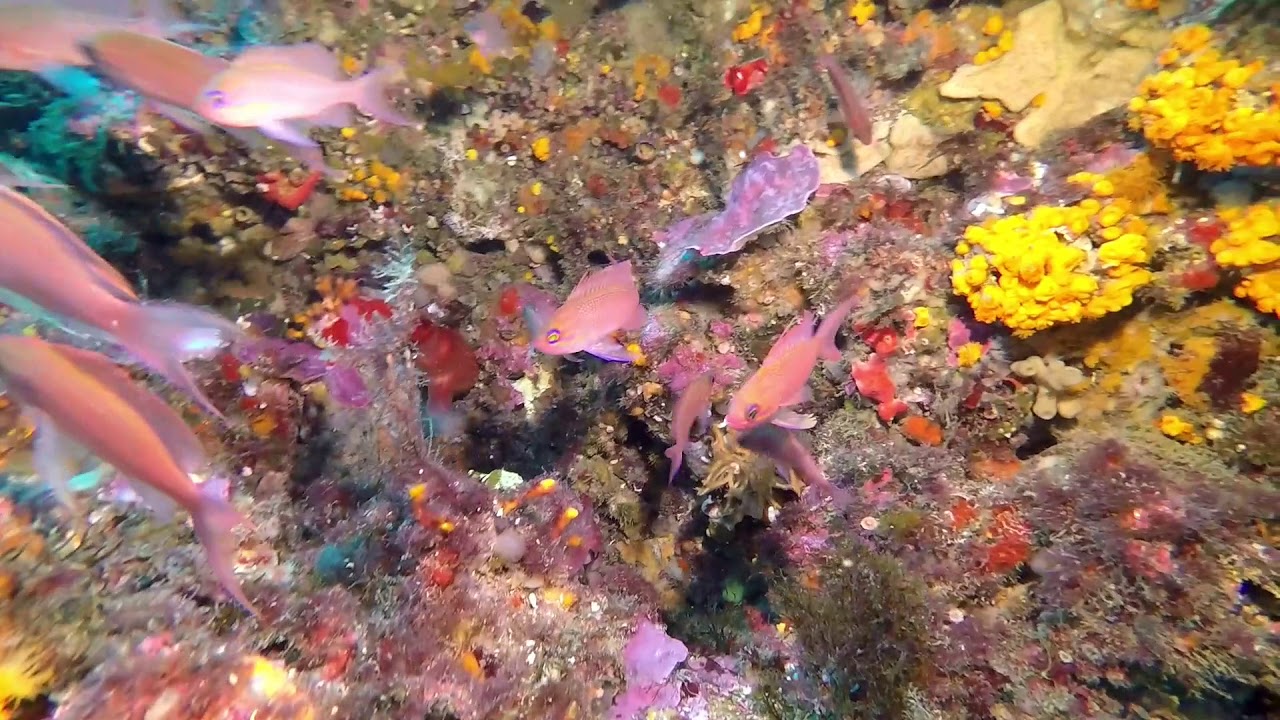 Buceo El estrechó - El Bono - YouTube