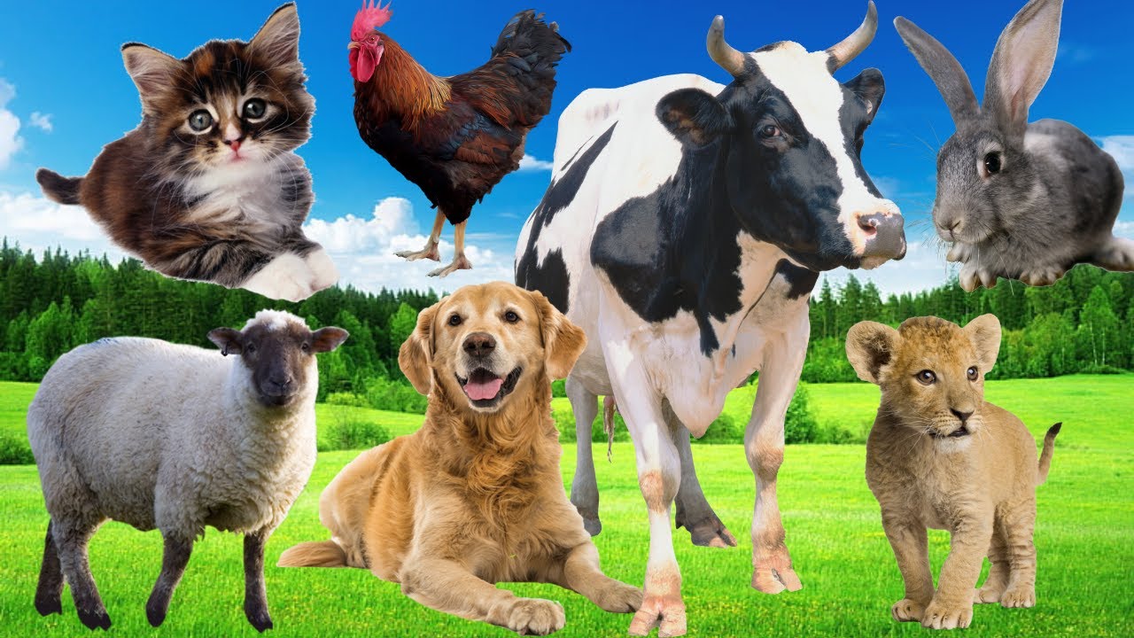 CUTE ANIMAL VOICES - lion, dog, cat, rooster, horse, rabbit, cow ...