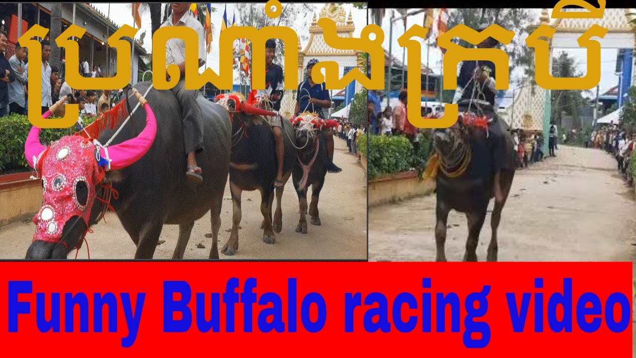 funny video horse buffalo racing ceremony - YouTube