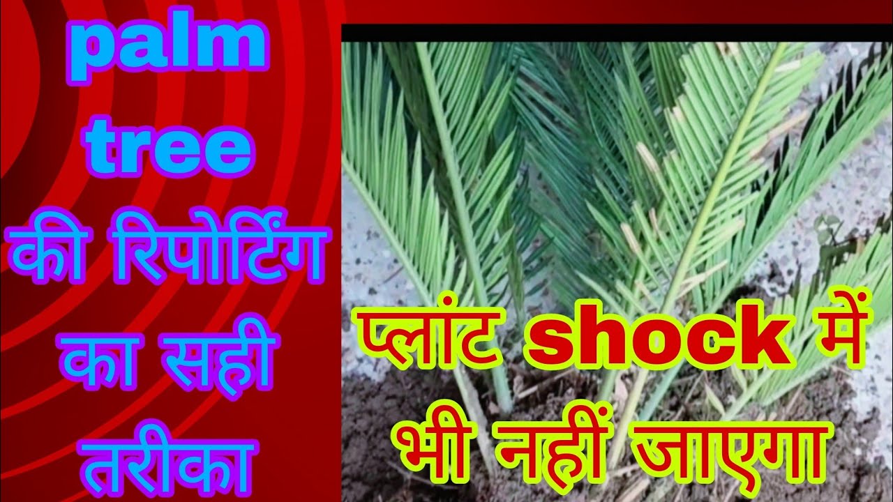 5 easy steps to repot huge palm tree/प्लांट shock में भी नहीं जाएगा ...