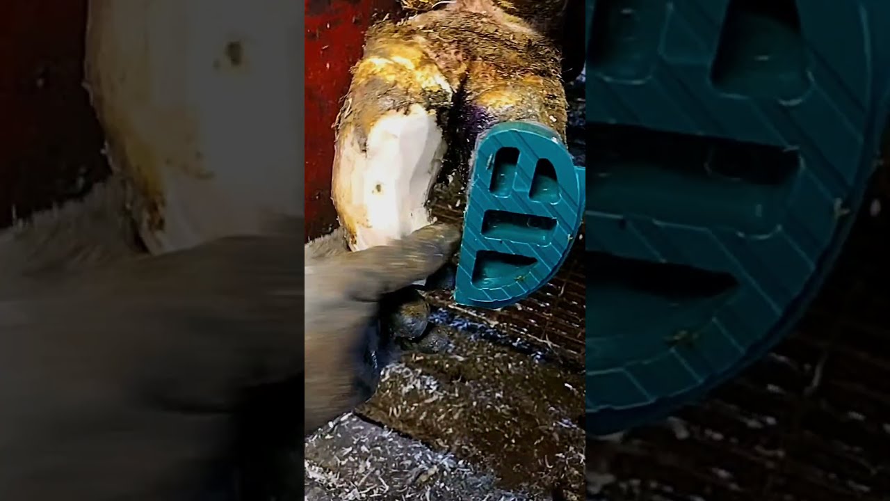 Professional Hoof Trimming Cleaning Service Equine Wellness #farm #cow ...