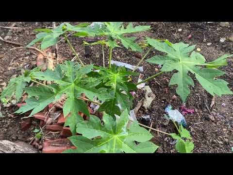 Peeing to little papaya tree 🌳 in the beautiful morning ✨🍃🌸 man pee in nature 