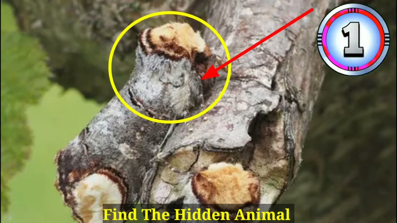 9 Out Of 10 People Can Not The Well Hidden Animal From These Images ...