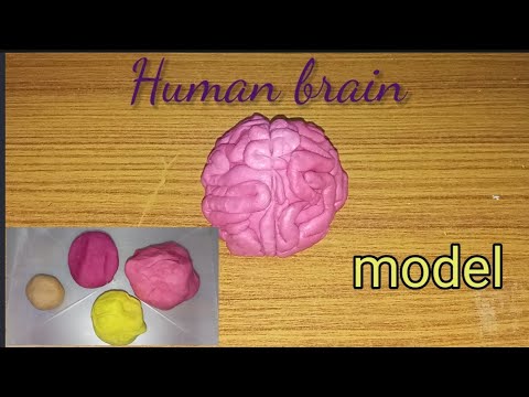 Human brain/Homemade🏠color🎨 clay/science🔬 project - YouTube
