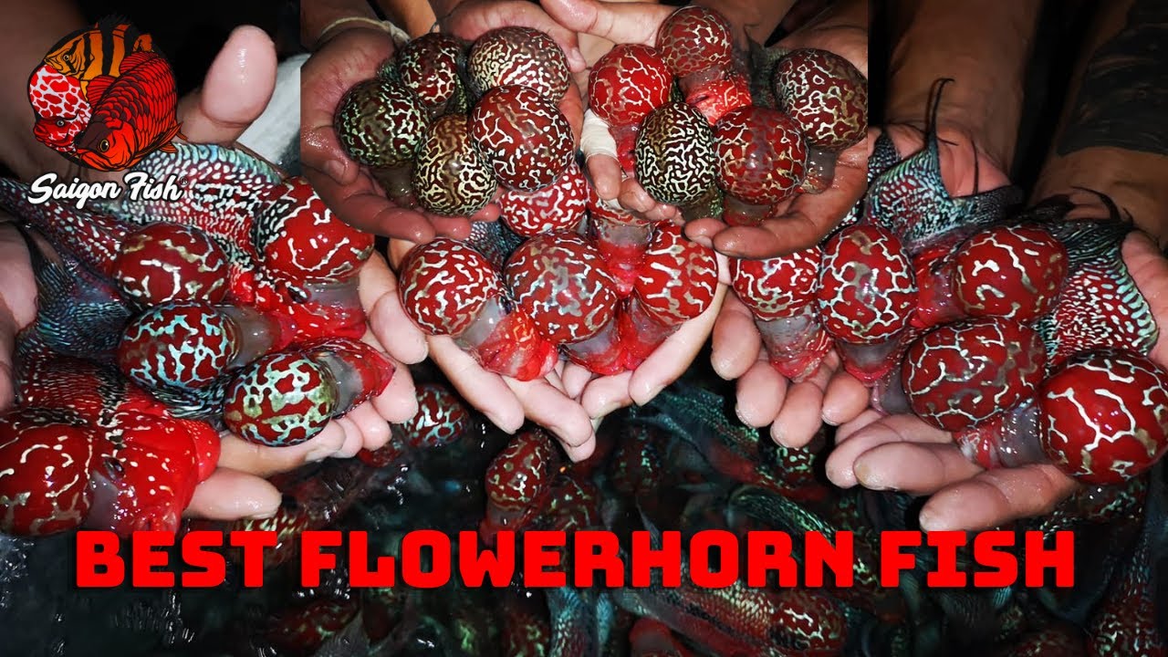 Saigon Fish | Review lô hàng tiếp tục về dòng Thái Châu, Kamfa Red ...
