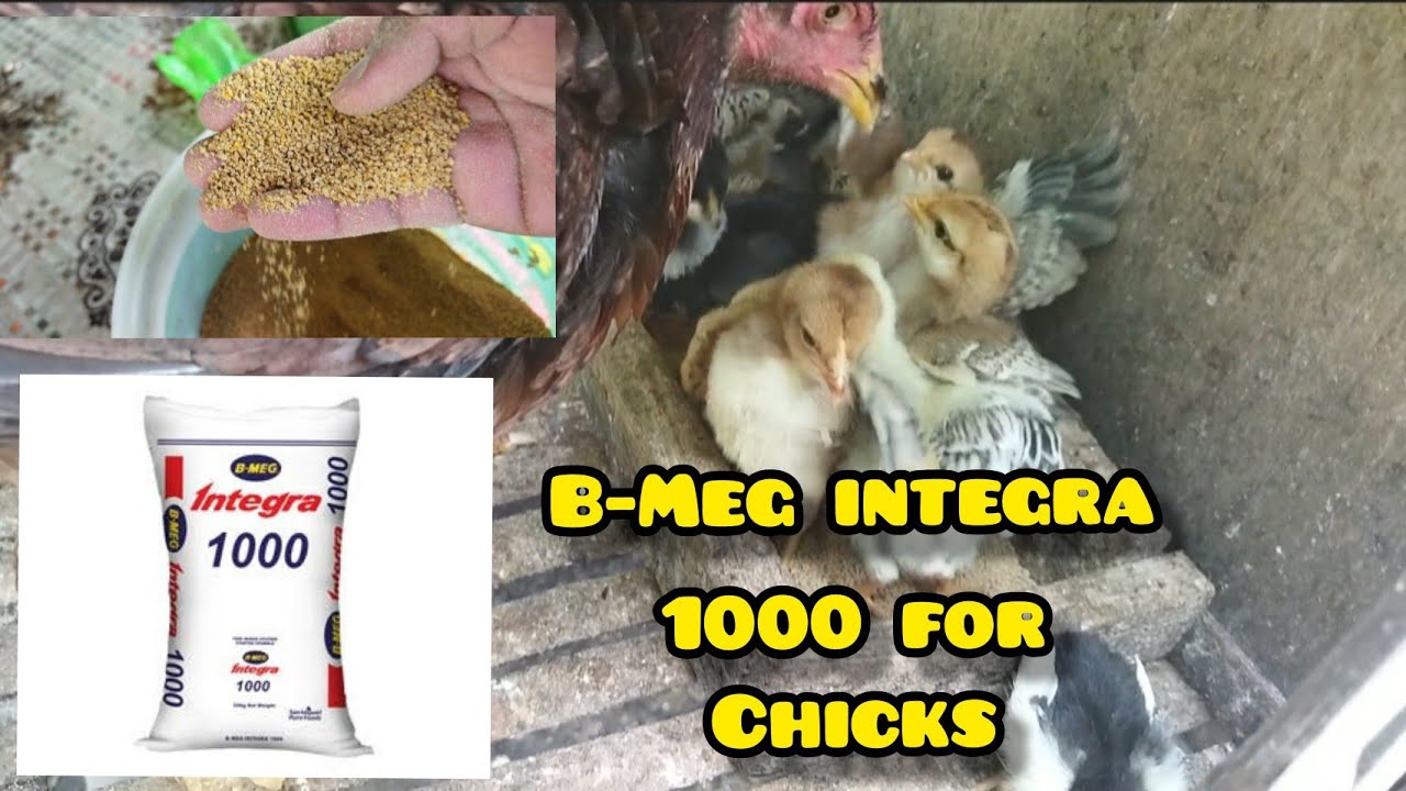 B-MEG INTEGRA 1000 FOR CHICKS | FEEDING NATIVE CHICKENS - YouTube