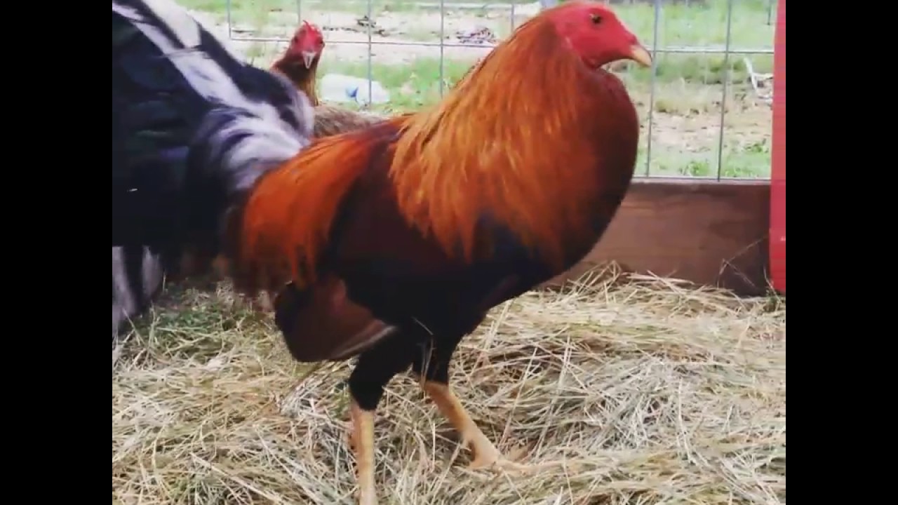 Sweater y gallina albany - YouTube