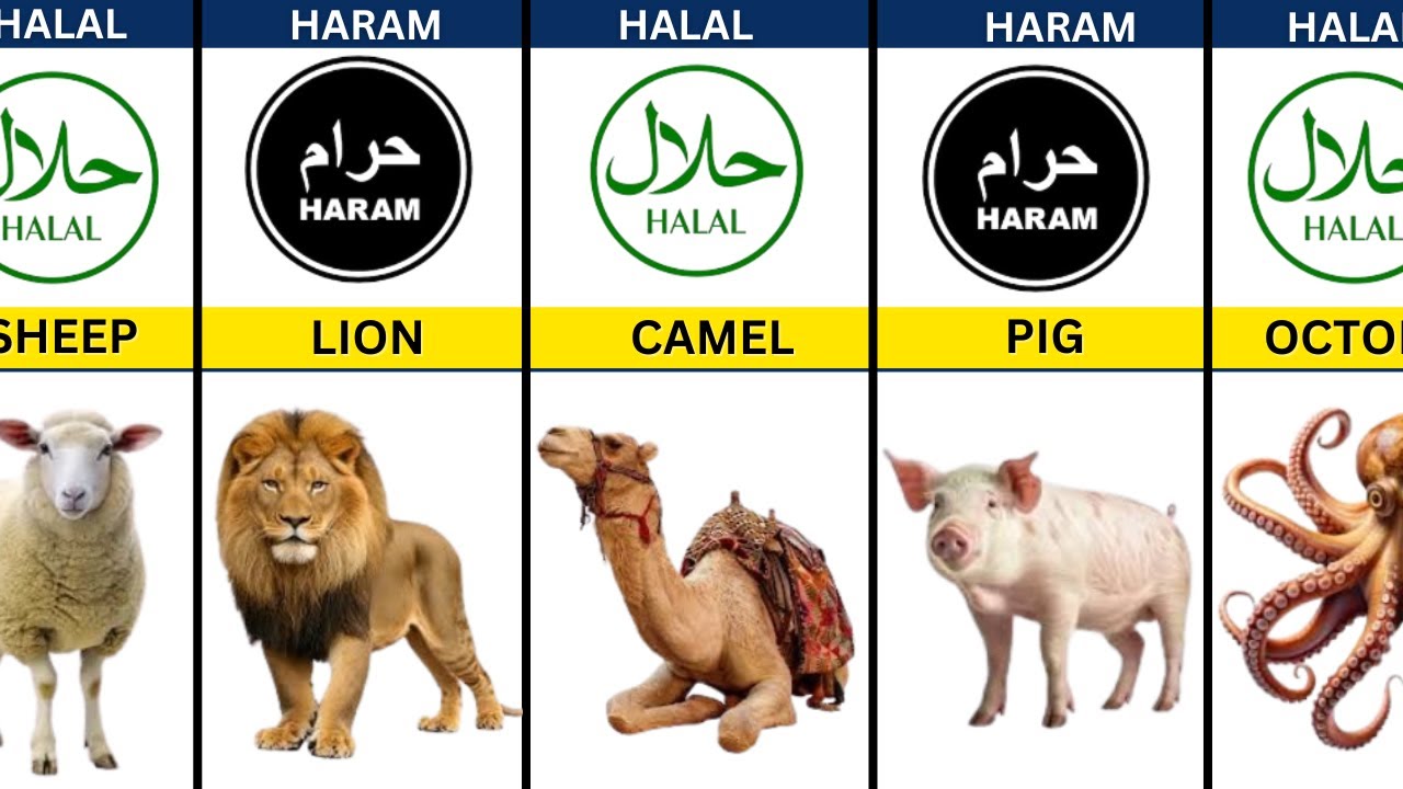Halal and Haram Animal Meat in ISLAM - YouTube