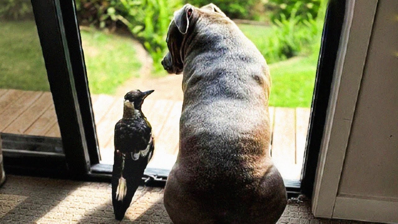 The magpie grew up with a dog and thinks she is a dog, barking like one ...