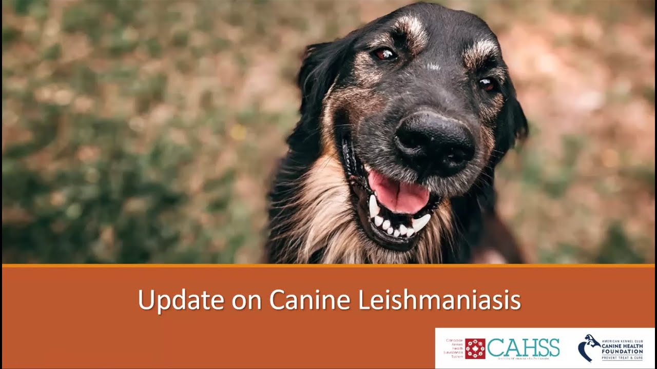Update on Canine Leishmaniasis - YouTube