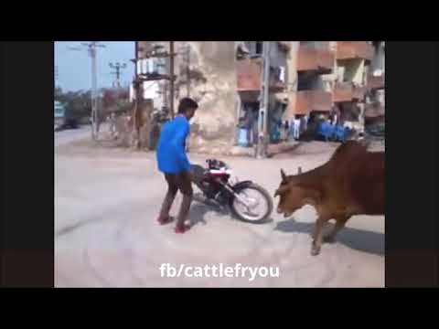 SALAM ALAIKUM MEME SMALL VIDEO/BASS GR