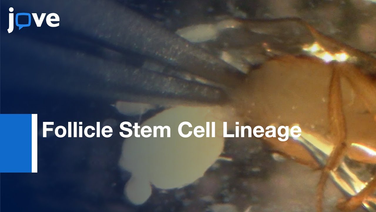 Follicle Stem Cell Lineage Intracellular pH Imaging | Protocol Preview ...