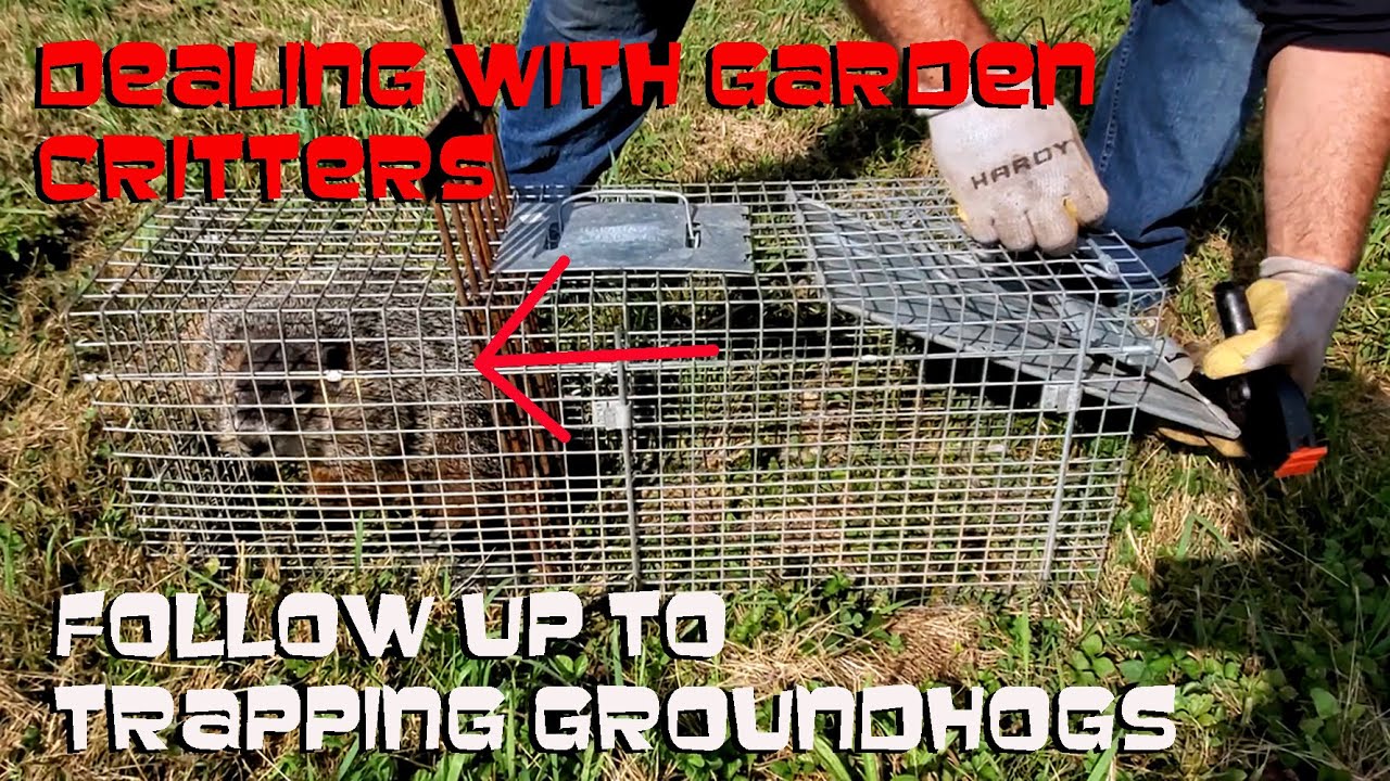 Follow up to Trapping Groundhogs 2021 - YouTube