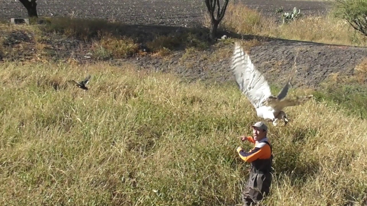 Duckhawking with goshawk - YouTube