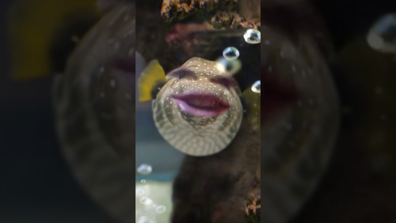 Bobby the fish - YouTube