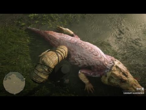 Red Dead Redemption 2 Hunting the Legendary Bull Gator - YouTube