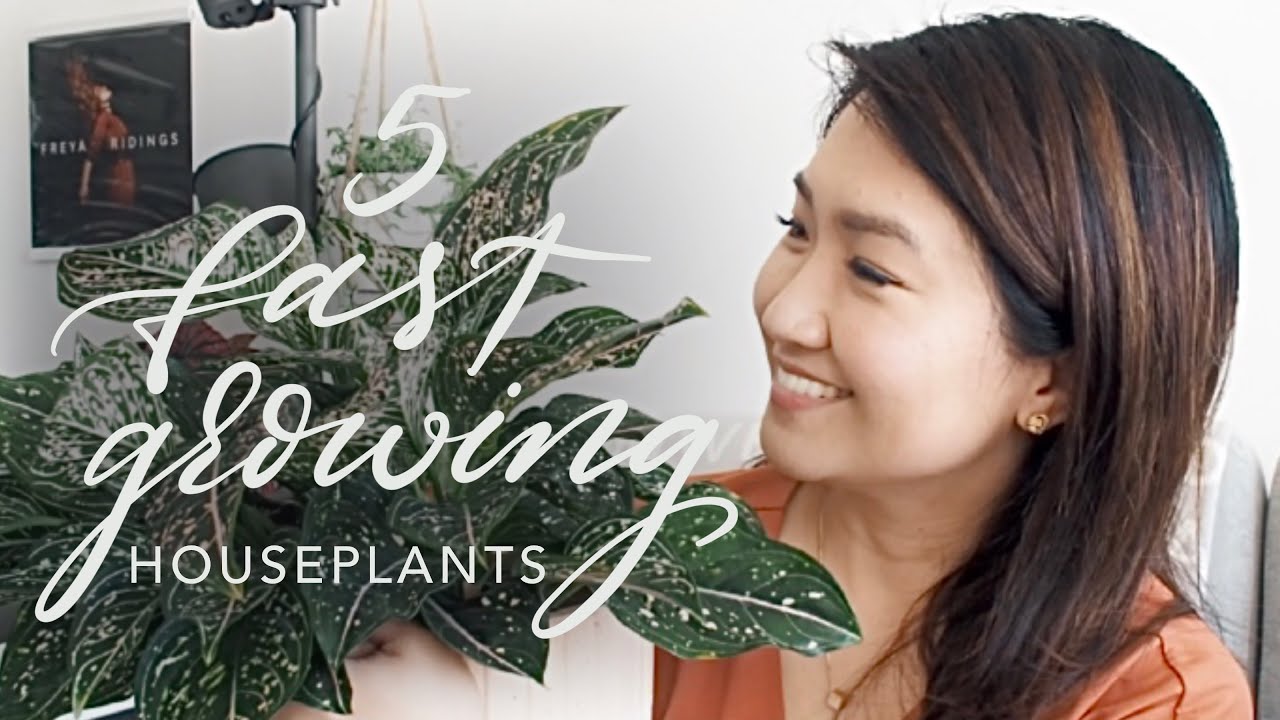 MY TOP 5 FAST GROWING HOUSEPLANTS | Indoor plants that grow steadily ...
