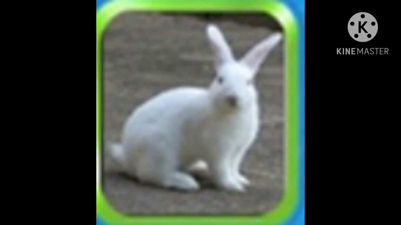 Vocal Zoo: Rabbit Sound - YouTube