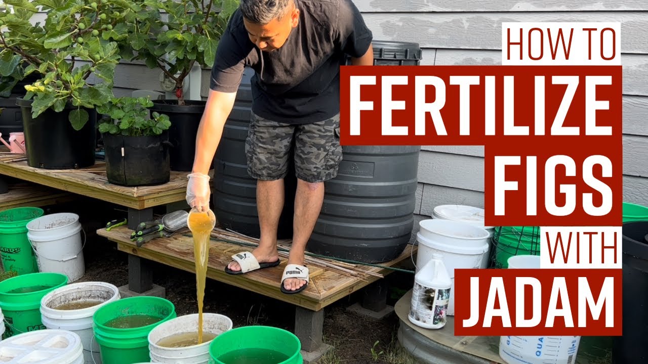 How To: FERTILIZE Figs with JADAM // Feeding SCHEDULE // Tips & Tricks ...