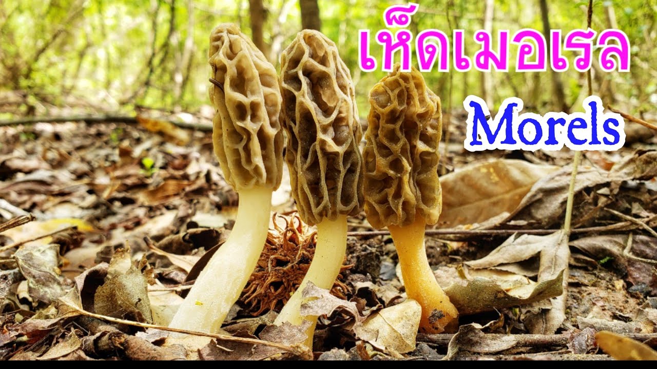 เก็บเห็ดเมอเรลอ่อนด้วยความลำบากใจ😥 Picking Baby Morels🍄 - YouTube