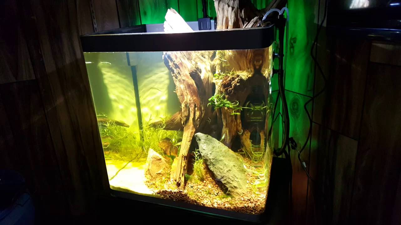 Fluval Osaka planted tank - YouTube