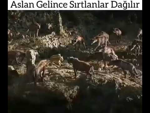 Aslan sesi