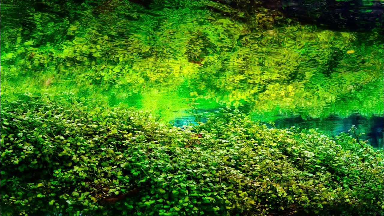 Swimming in clear blue Ginnie Springs - YouTube