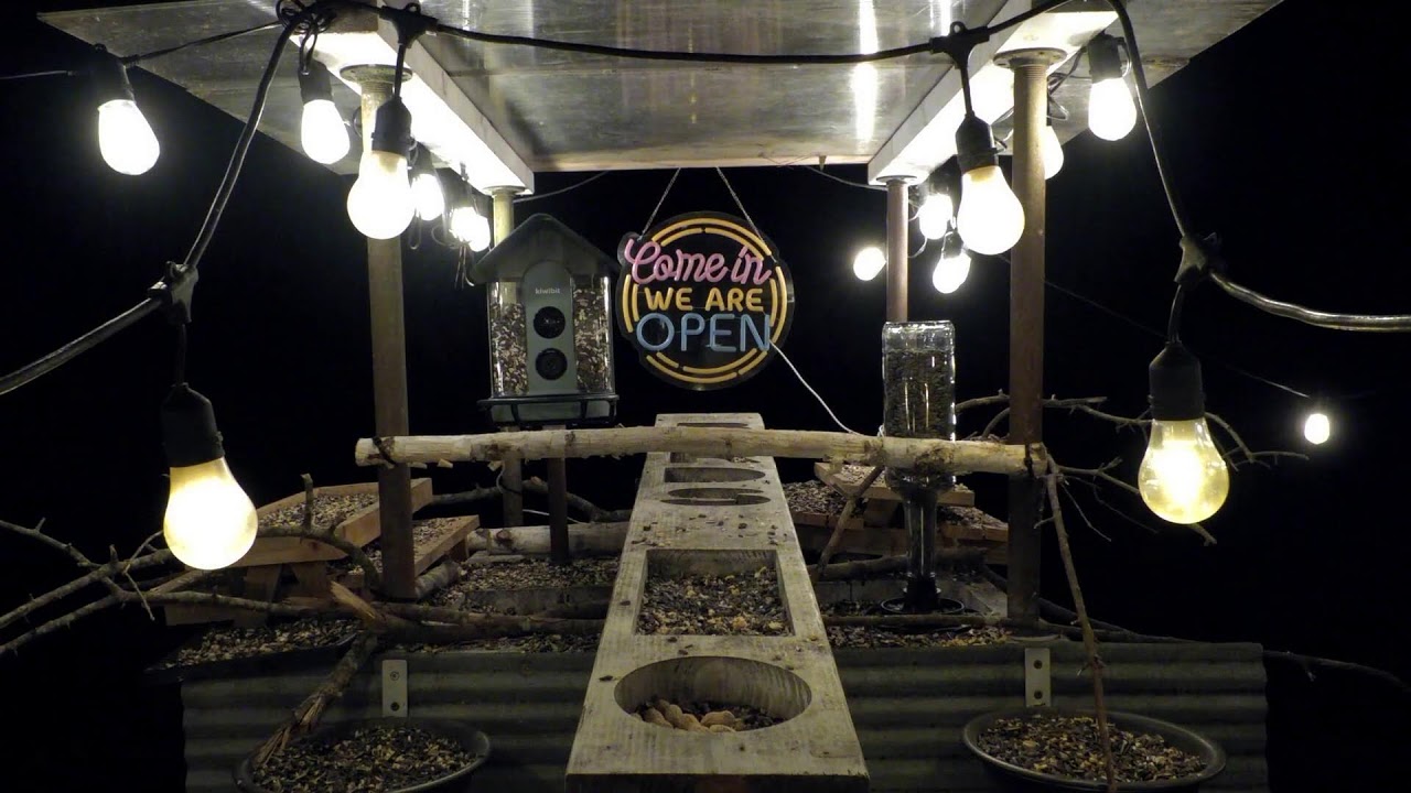 🔴 LIVE – Cozy Backyard Bird Feeder Stream 🕊️🌿 - YouTube