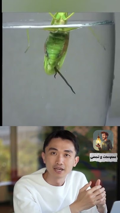 معلومات لا تنتهي تعرف على الحقائق الغريبة والأسرار المدهشة Youtube