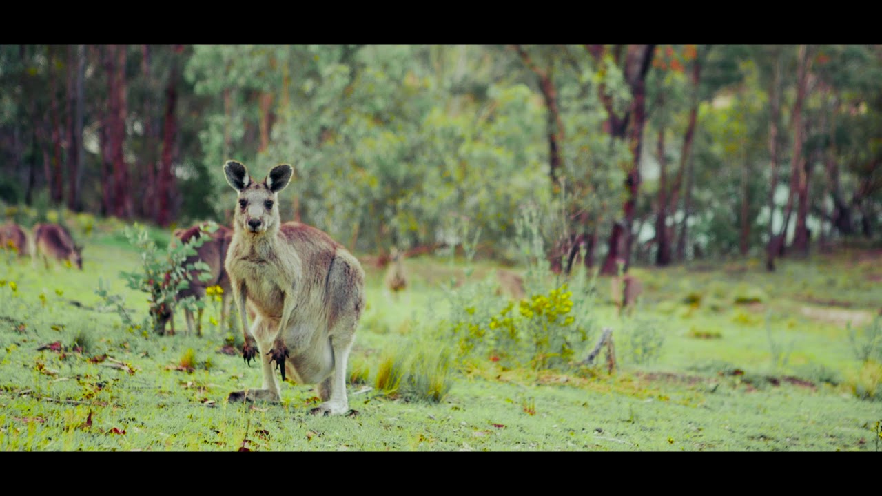 Eagle View Escape - Explore Your Surroundings - YouTube