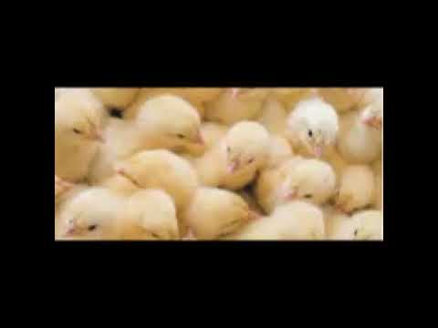 NİLAY  BAXIŞA  HƏSR OLUNUR.  MÜƏLLİF  ŞAHNAZ