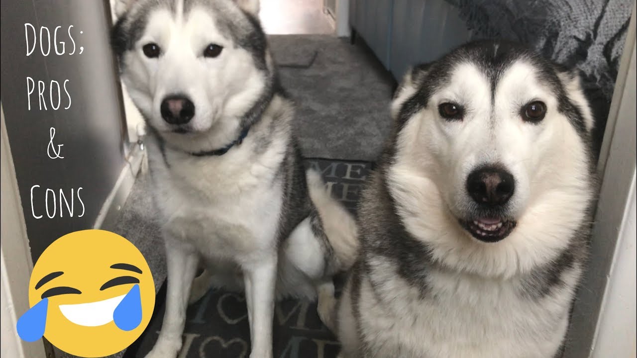 The Pros and Cons to owning a Dog!! - YouTube