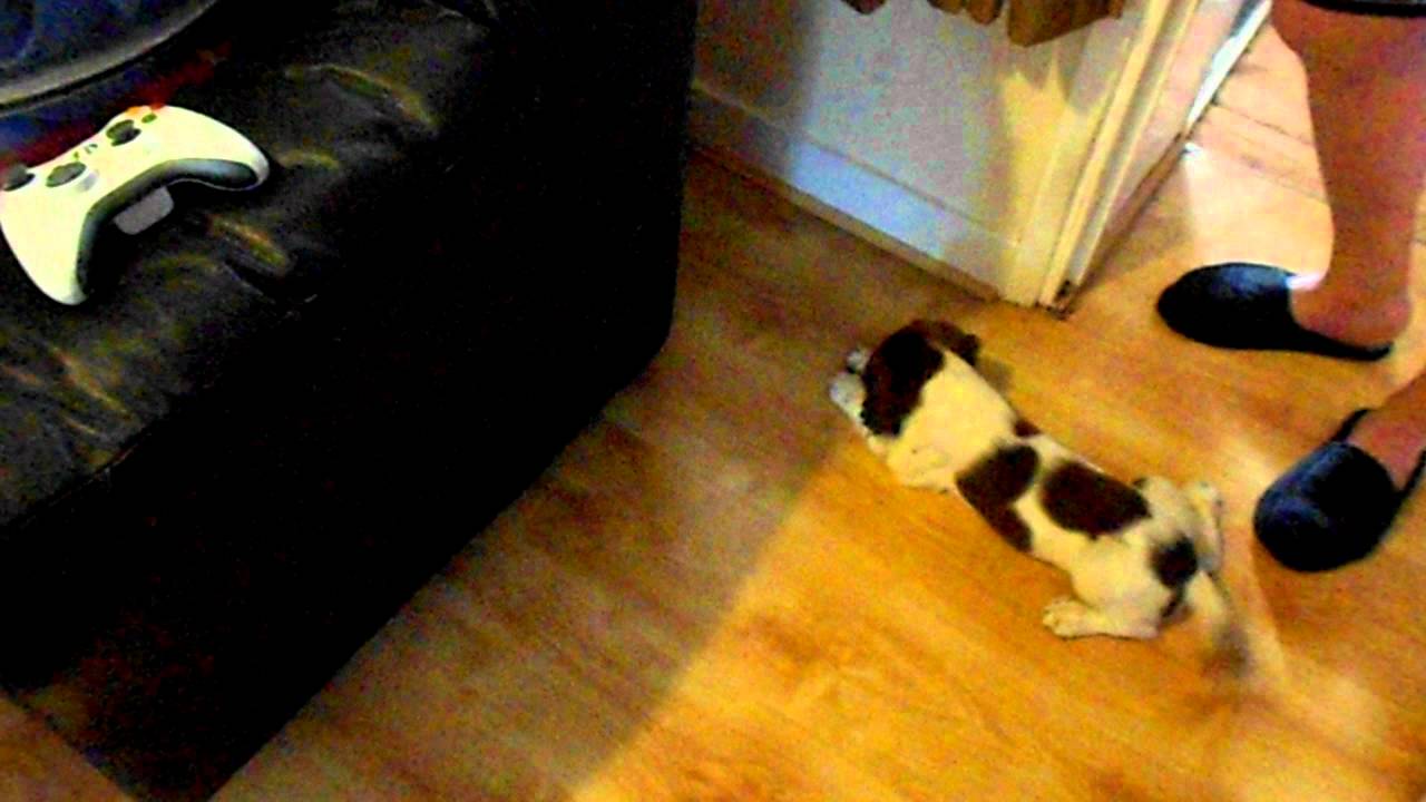 11 Week Old English Springer Spaniel Playing with Cat - YouTube