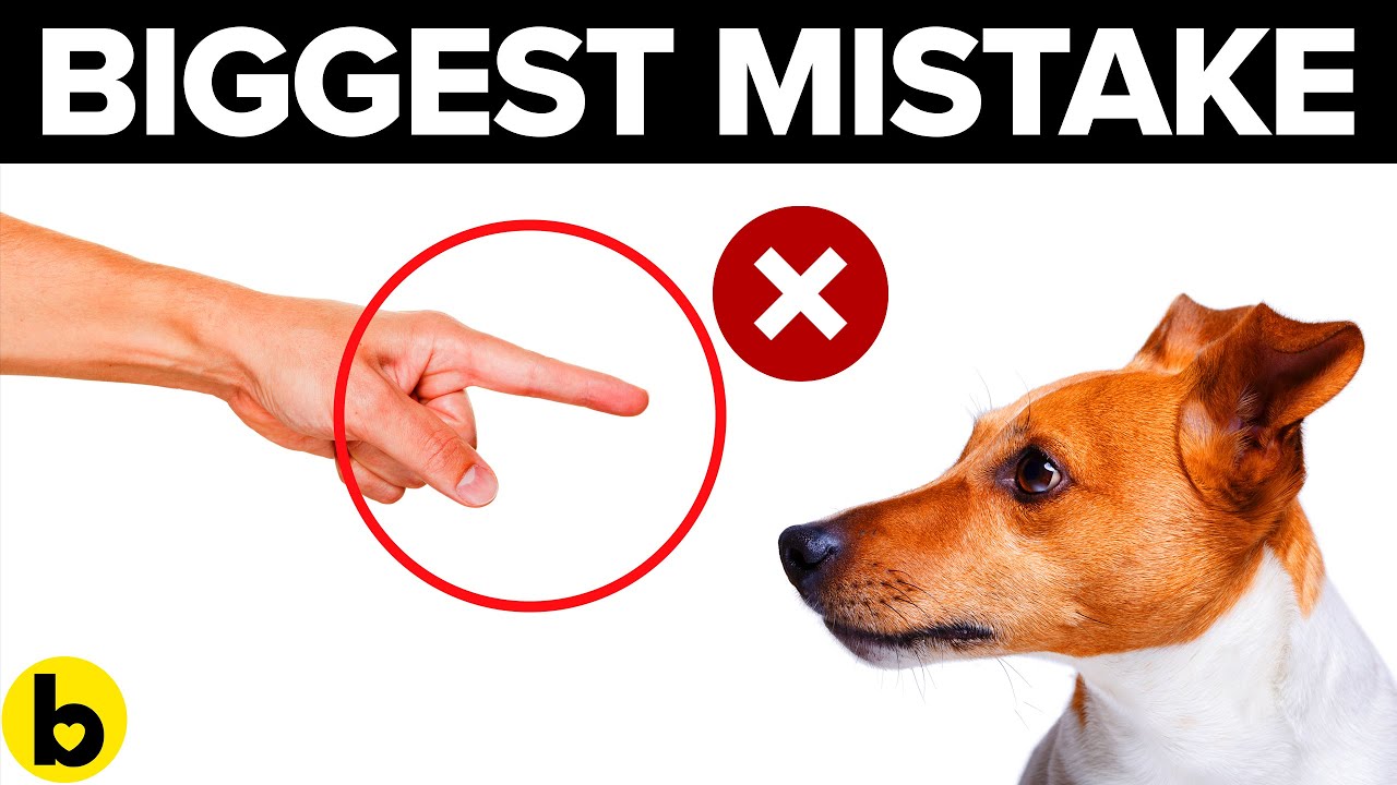 6 Common Mistakes NEW Dog Owners Make - YouTube
