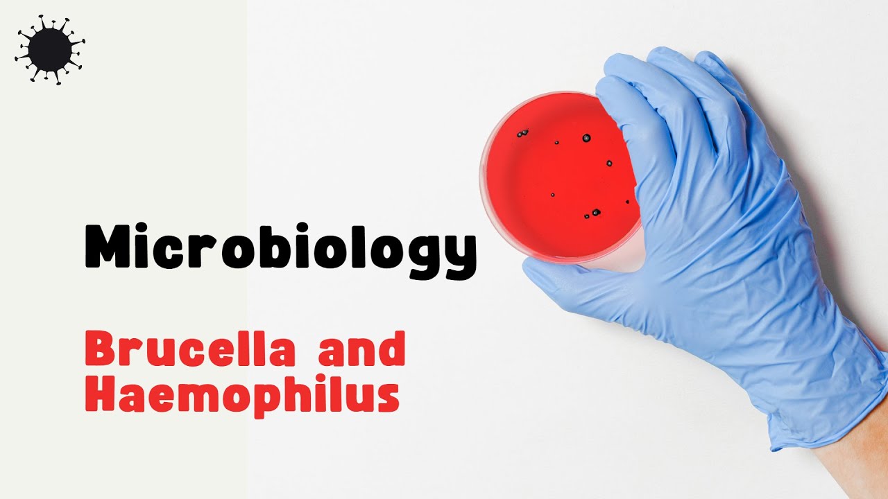 Microbiology | Practical | Brucella & Haemophilus | 2019 - YouTube
