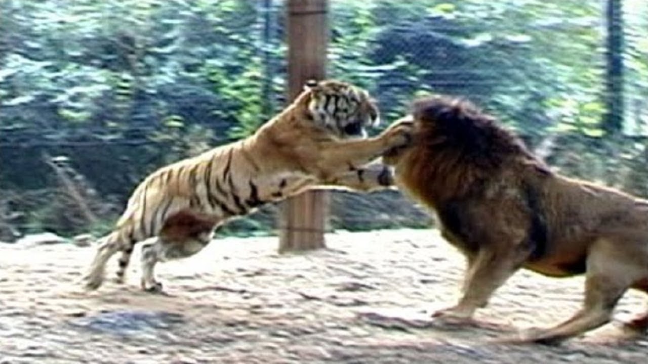 Lion V/S Tiger Real Fight - Fight of many other animals - YouTube