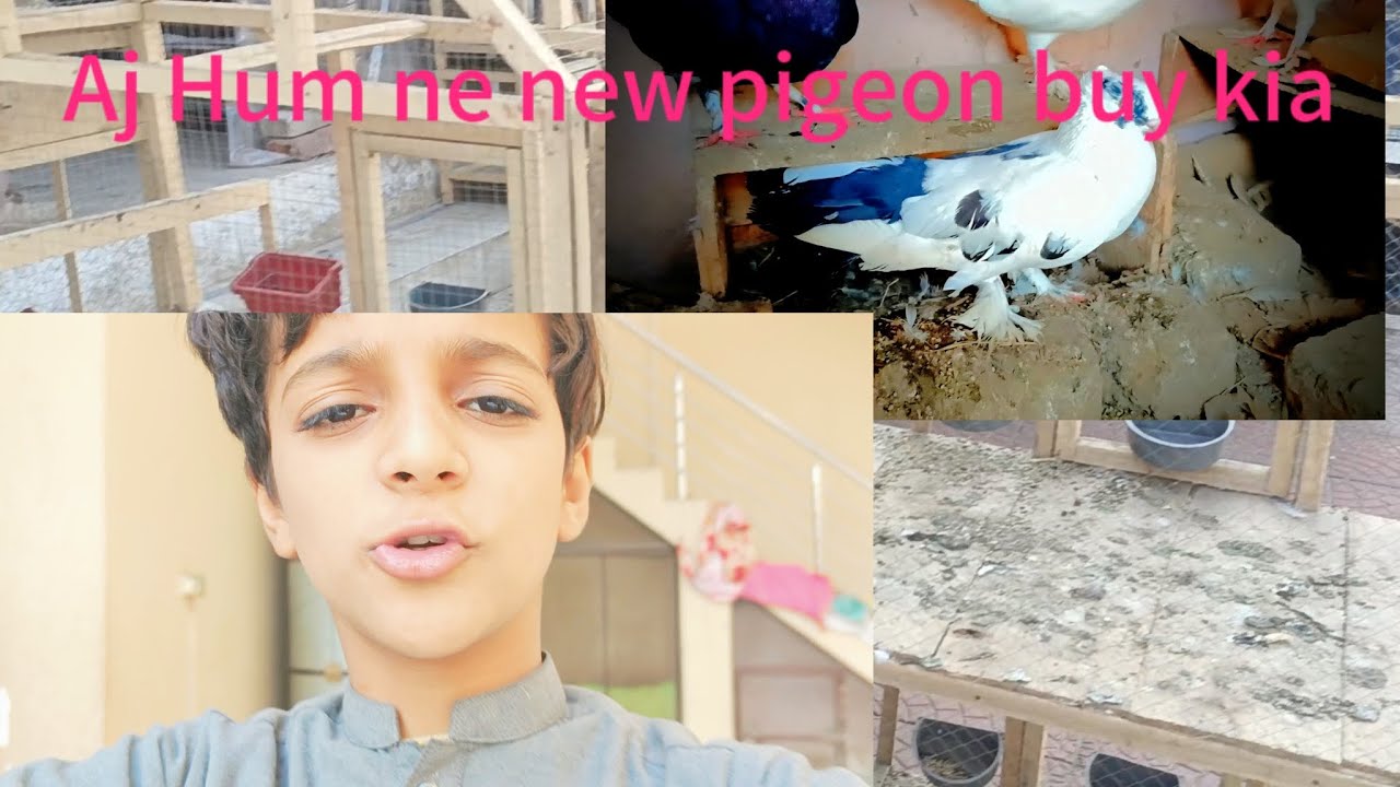 Hum ne new pigeon buy kia - YouTube