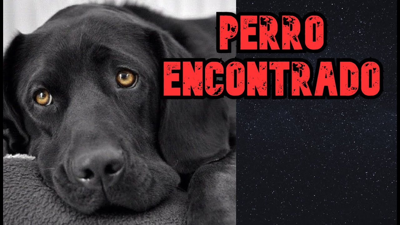 Perro encontrado (Creepypasta) - Frecuencia Creepy 💀 ft. Asakura - YouTube